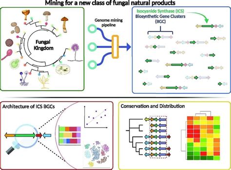 fueled by new chemistry algorithm mines fungi for useful molecules