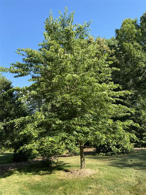 Common Hackberry Tough Shade Tree For Any Space