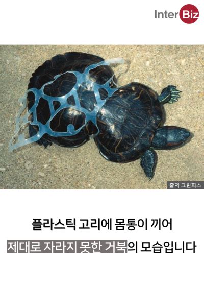 바다의 흉기 플라스틱 고리 이것으로 대체한 맥주회사 네이버 포스트