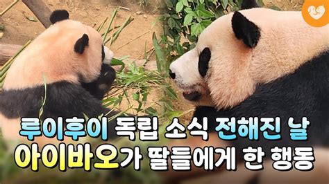 루이바오 후이바오에게 끝까지 사랑 주려는 아이바오 모성애 Youtube