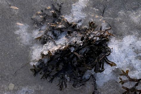 Algae Surrounded By Melting Ice Redzet Lv
