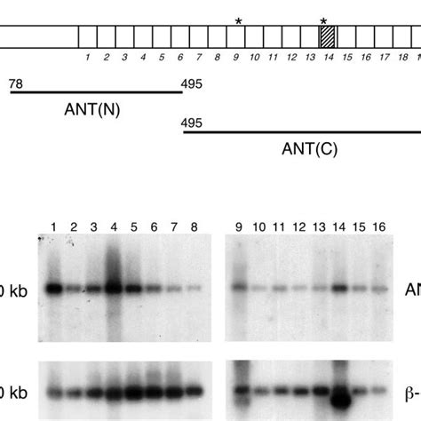 A Schematic Representation Of The Structure Of ANT 1 ANT 1 Contains Download Scientific