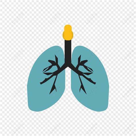 인체 호흡기배관기관지폐부 Png 일러스트 무료 다운로드 Lovepik