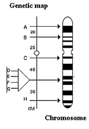 Week Gene Mapping Flashcards Quizlet