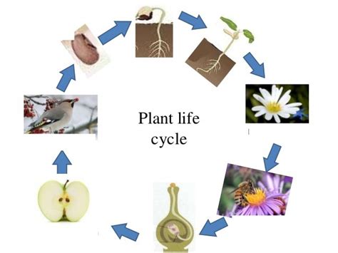 Plant Life Cycle Diagram Quizlet