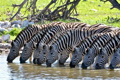 The Zebra Migration In Botswana Explore And Travel Africa