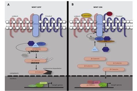 Schematic Diagram Representing The Components Of The Wntβ Catenin