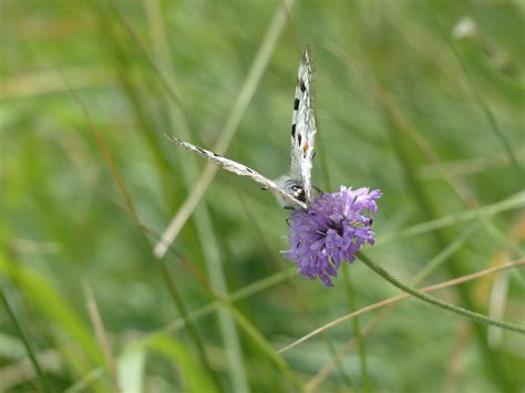 apollo, butterfly, apollofalter, parnassius apollo, threatened ...