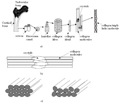 A Scheme Of Bone At Different Scale Ranges Adapted From Rho Et Al