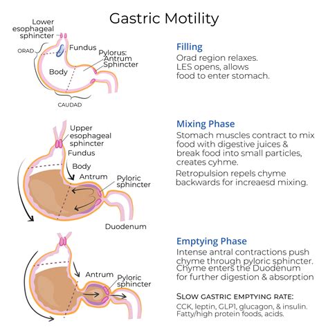 Gastric Motility Disorders Digestive Motility Symptoms Qizr