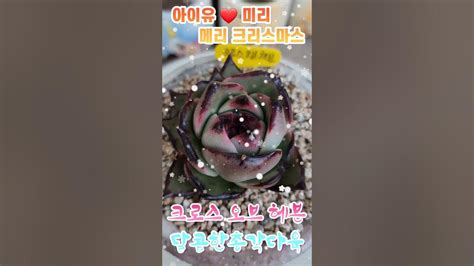 뚱뚱한 크리스마스 아이유 미리메리크리스마스 크로스오브헤븐 Shorts Succulent 라온다육 달콤한총각다육 Youtube