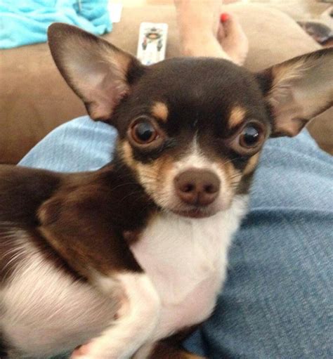 Chihuahua dog chiwawa dog information – Artofit