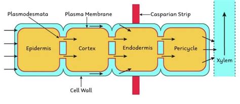 Root Pressure Diagram