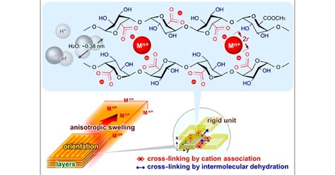 Anisotropic Responses With Cation Selectivity In Hierarchically Ordered Polysaccharide Networks