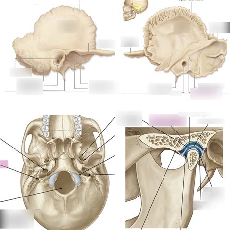 Lab 11 Temporal Bone Diagram Quizlet