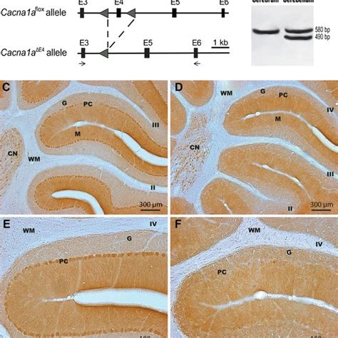 Generation Of Conditional Cacna1a Purkinje Cell Specific Knockout Mice Download Scientific