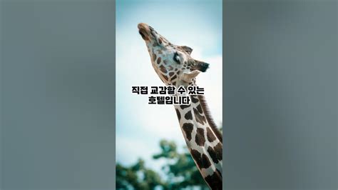 세계에서 가장 독특한 호텔 Top 5 Youtube