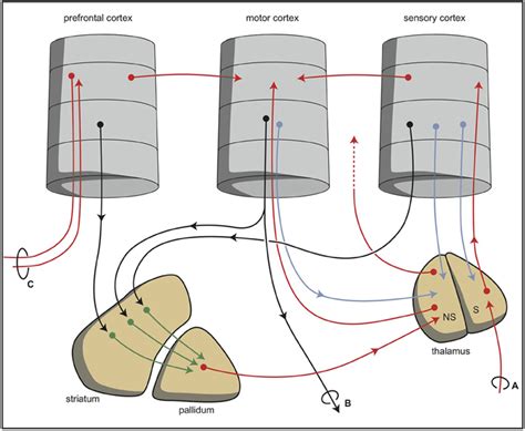 Simplified Representation Of The Cortico Striatal Processing Unit In Download Scientific