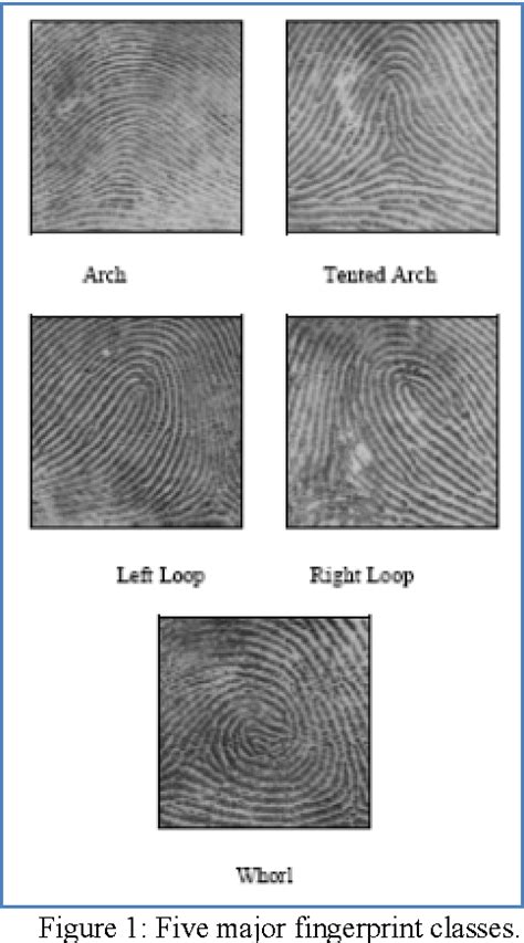 Figure 1 From Classification Of Fingerprint Images Using Neural Networks Technique Semantic