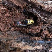 Asian Hornet Detection Object Detection Dataset V1 75 15 10 AsianHornetDetection By Use Case