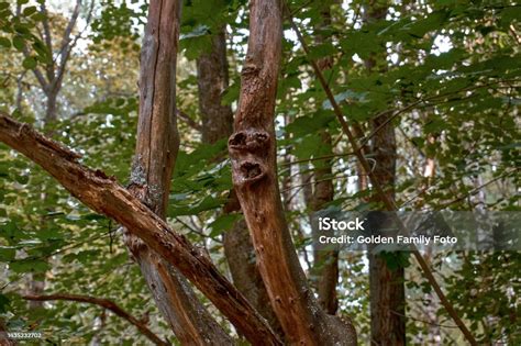 숲에 구멍이있는 못생긴 나무 나무 줄기의 성장 이상한 모양과 곡률 선택적 선택적 초점 0명에 대한 스톡 사진 및 기타 이미지 0명 가을 갈색 Istock