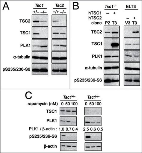 Plk1 Antibody 33 1700