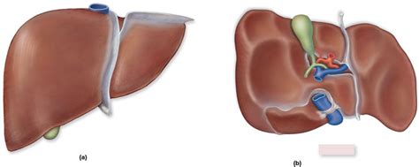 Liver Diagram Quizlet