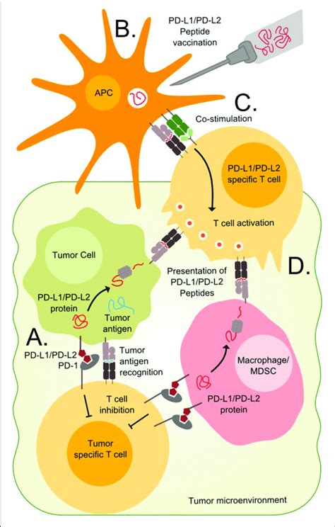 Targeting Pd L1 And Pd L2 Expressing Cells A T Cells In The Tumor Download Scientific