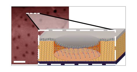 Using Patterned Self Assembled Monolayers To Tune Graphenesubstrate Interactions Langmuir