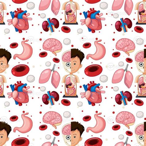 وکتور بخش های بدن انسان آناتومی پس زمینه بدون درز اوپیک