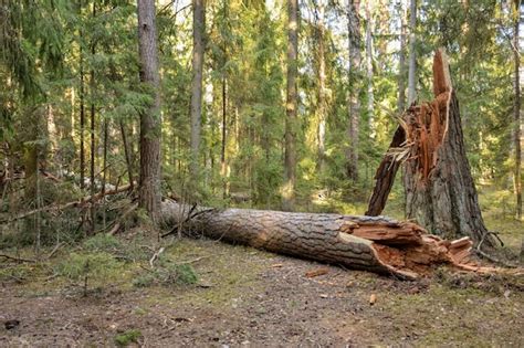 Premium Photo Broken Tree Trunk In The Forest Fallen Tree