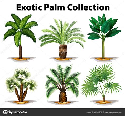 Different Types Of Exotic Palm Trees Stock Vector Blueringmedia 152309578