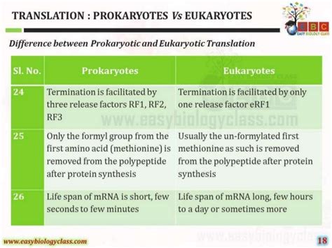 Difference Between Prokaryotic And Eukaryotic Translation
