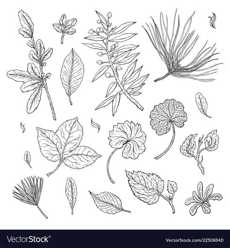 Types Leaf Outline Leaves Different Types Vector Image