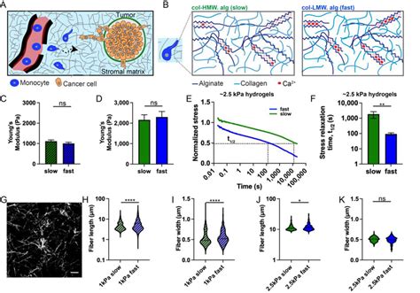 Interpenetrating Networks Ipns Of Alginate And Collagen With Download Scientific Diagram