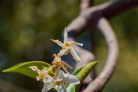 Jasmine Yard Flowers Free Photo On Pixabay