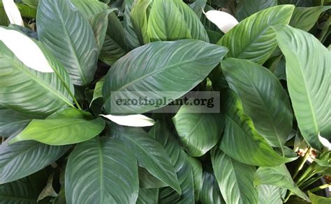 Spathiphyllum growing / Спатифиллум, обзор сортов и содержание | EXOTIC ...