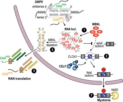 Here We Provide Our Perspective On One Type Of Rna Motif Mutation Rna Rna Society Journal