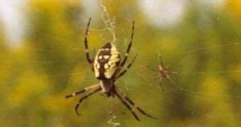 Sexual Dimorphism How And Why Does One Sex Develop Bigger Than The Other Softpedia