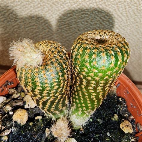 Frailea Phaeodisca Cactus Furniture And Home Living Gardening Plants