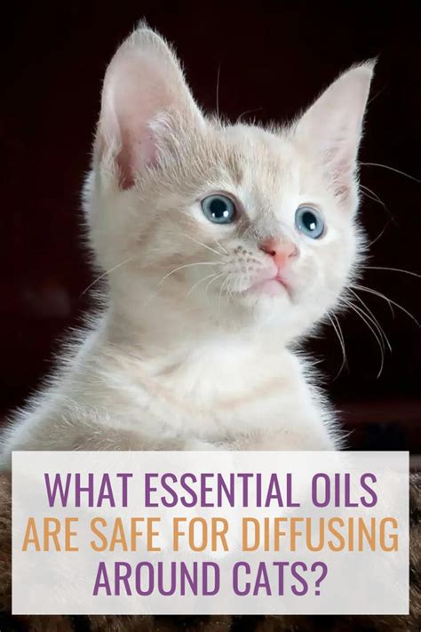 What Essential Oils Are Safe For Diffusing Around Cats Are