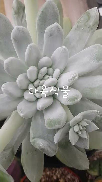 Tutu다육식물하월시아알부카울산하늘정원다육식물잘키우기 Youtube