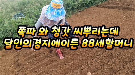 쪽파와 청갓 심고 씨뿌리는데 달인의 경지에 도달한 88세 할머니 Youtube