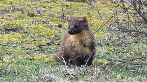 Rare Pine Marten Makes 60 Mile Yorkshire Journey Bbc News