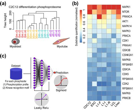 Phosphoproteomics Data Processing And Deep Learning Neural Network Download Scientific Diagram