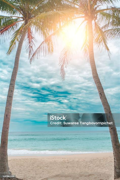열대 여름 해변 모래와 코코넛 야자수 배경이 있는 아름다운 하늘 물에 대한 스톡 사진 및 기타 이미지 물 섬 야자 나무 Arecales Istock