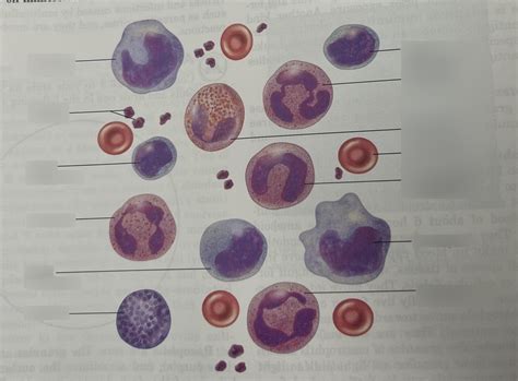 Blood Diagram Diagram Quizlet