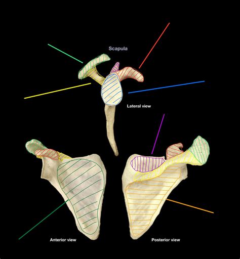 Scapula (LAB LIST) Diagram | Quizlet