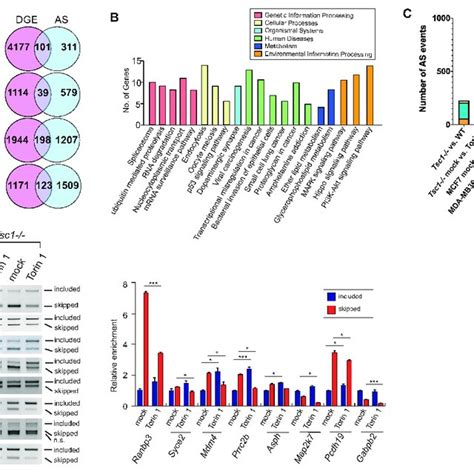 The Mtor Activated Transcriptome Features Widespread Exon Skipping