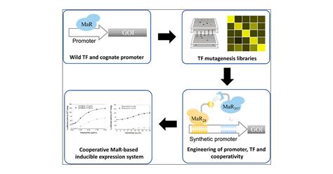 Versatile Strategy For The Construction Of A Transcription Factor Based Orthogonal Gene